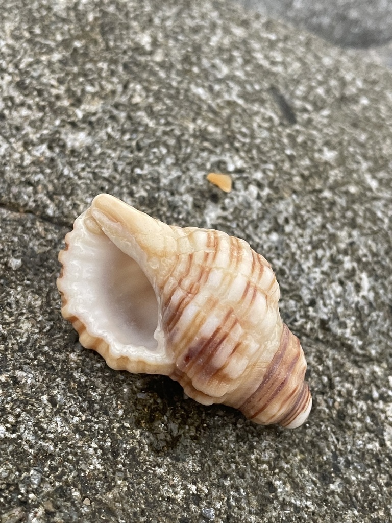 Spengler's Trumpet Snail from Pilot St, Yamba, NSW, AU on April 28 ...