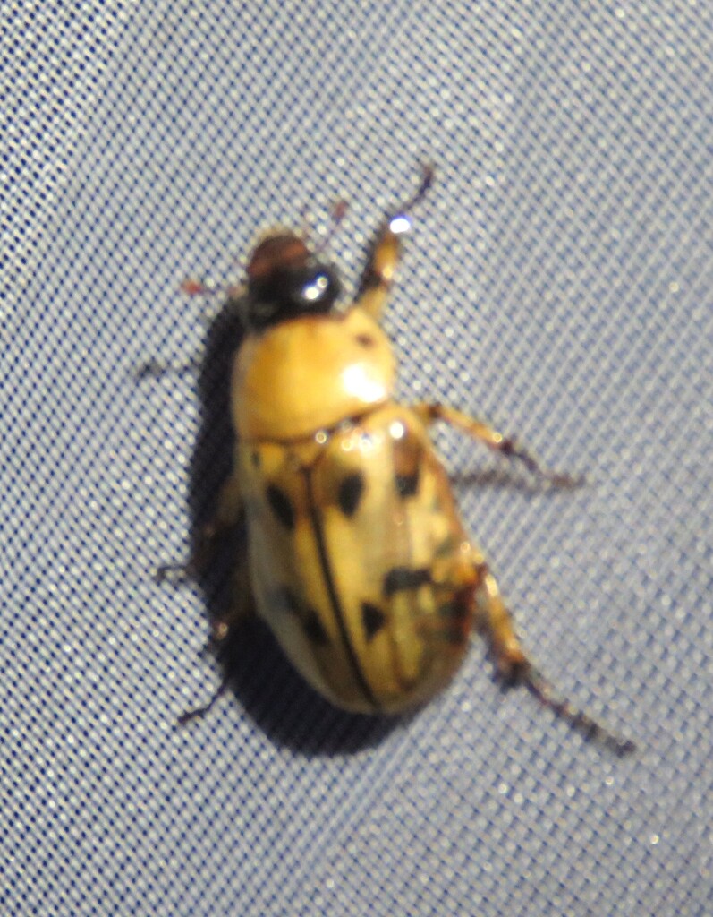 Masked Chafers and Rice Beetles from Archidona Canton, Ecuador on March ...