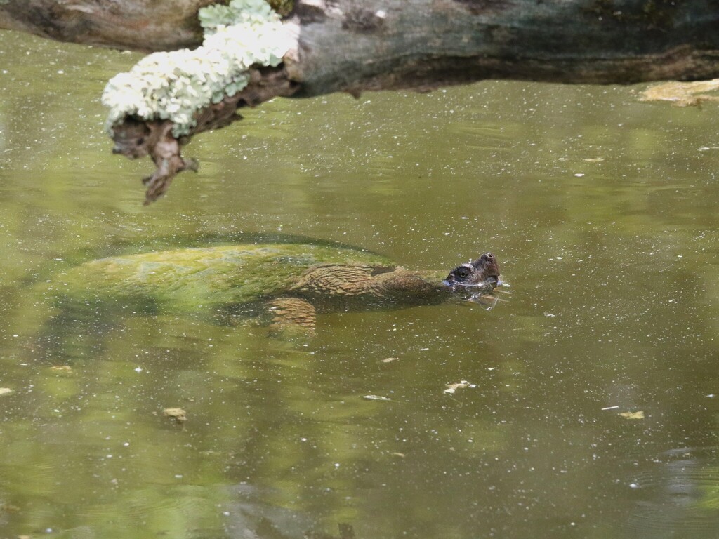 Common Snapping Turtle from Walpack Township, NJ, USA on May 7, 2025 at ...