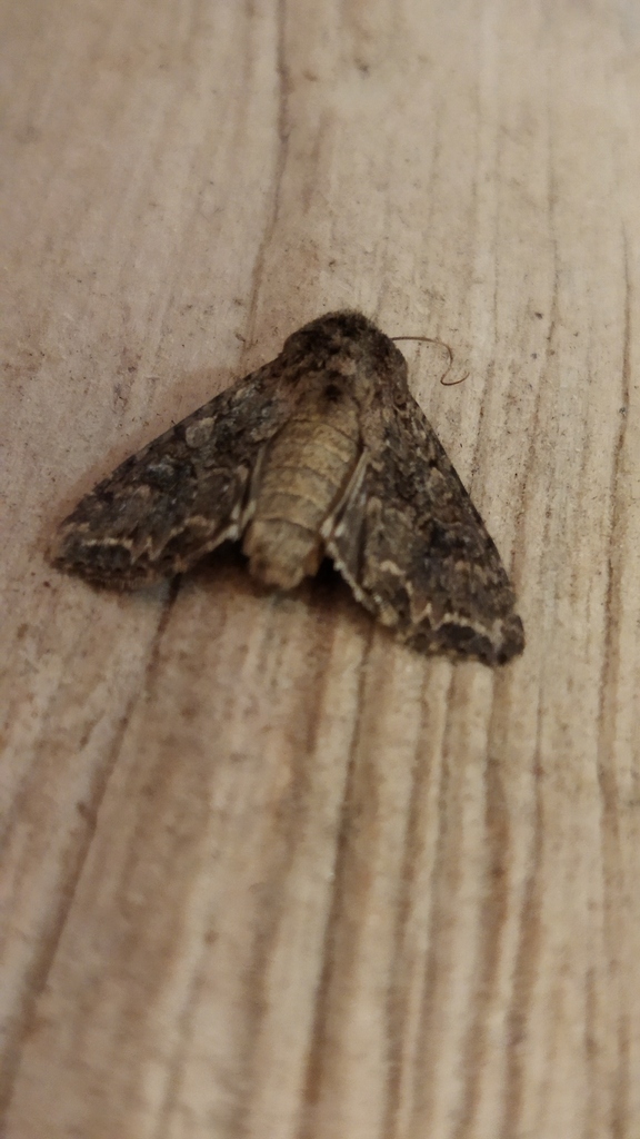 Nutmeg Moth from 4292 Dobri dol, Bulgaria on May 07, 2025 at 10:19 PM ...