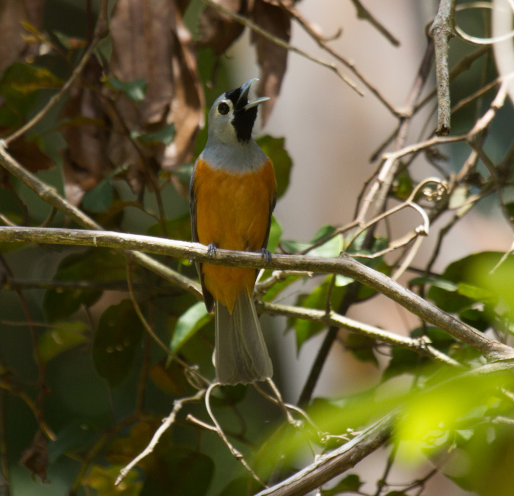 Black-faced Monarch from Mount Mee QLD 4521, Australia on January 7 ...