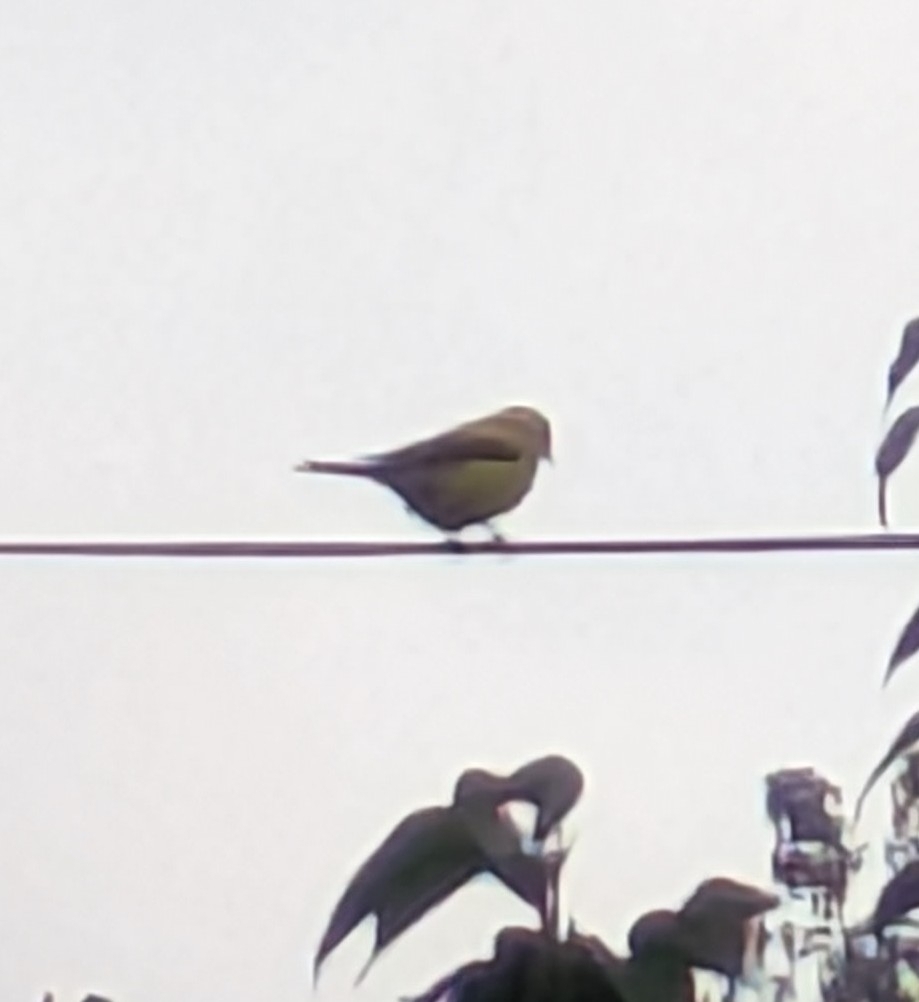 American Goldfinch from Hightown, VA 24465, USA on May 6, 2025 at 06:20 ...