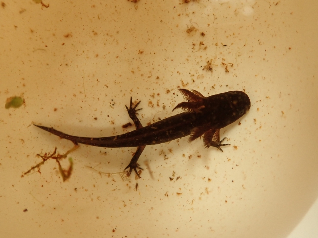 Blue-spotted Salamander from Upham, WI, USA on September 1, 2019 at 03: ...