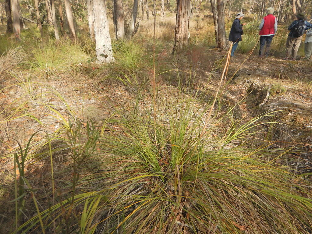 Small Grass-tree from Boden's WR, Smythesdale VIC 3351, Australia on ...