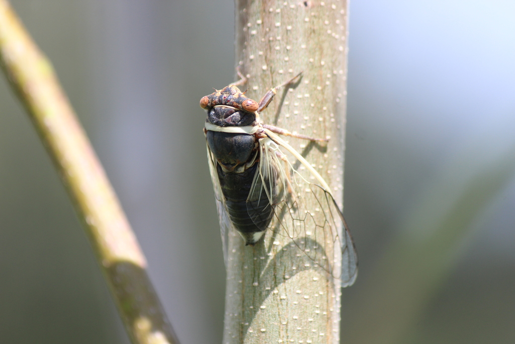 Citrus Cicada from 5401 Peck Rd, Arcadia, CA 91006, USA on September 2 ...