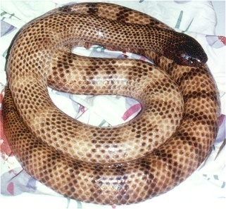 Ikaheka Snake from Madang District, Madang Province, Papua New Guinea ...