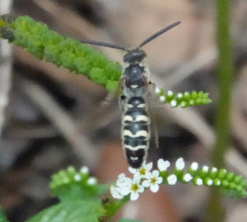 Eight-spotted Scoliid Wasp from Tampa, FL, USA on May 07, 2025 at 11:27 ...