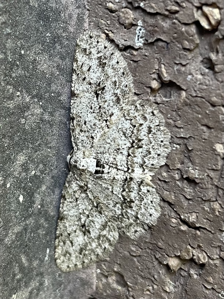 Small Engrailed from Stony Brook University, Stony Brook, NY, US on May ...