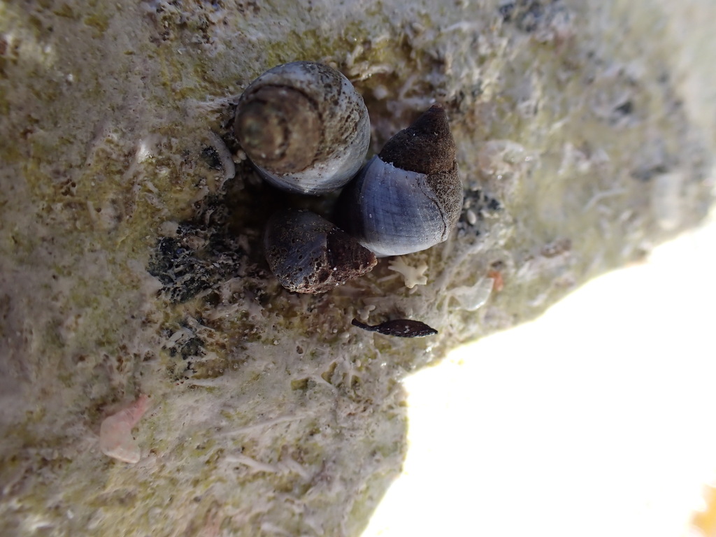 Little Blue Periwinkle from Racecourse Bay SA 5291, Australia on May 8 ...