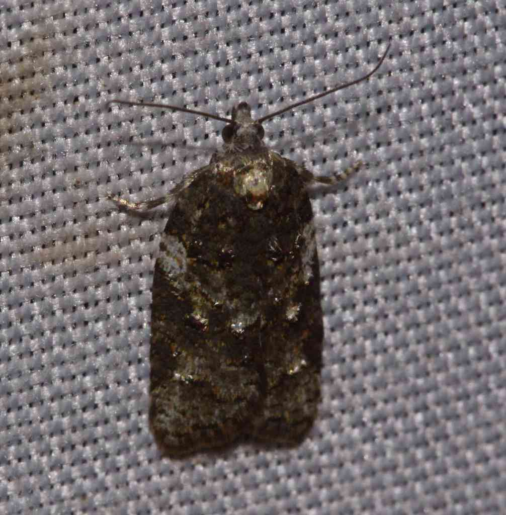 Eastern Black-headed Budworm Moth from 478 rue Beach, Métis Beach, Qc ...