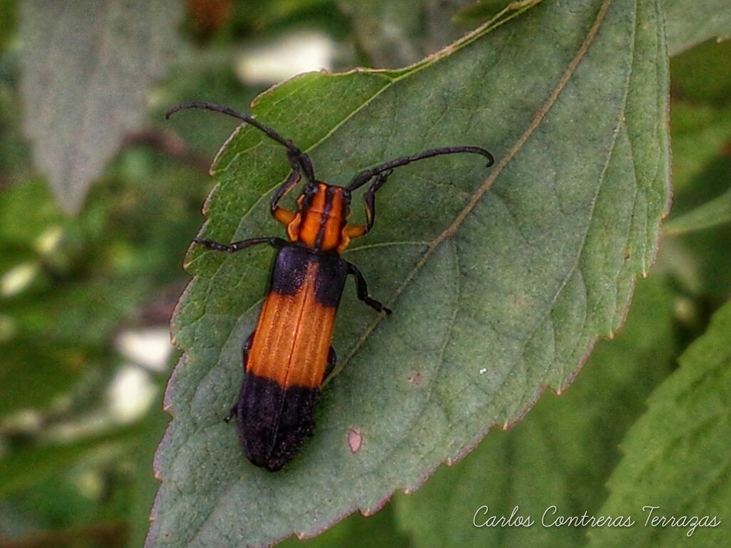 Pannychis sericea from Ahualulco de Mercado Jal. on September 11, 2016 ...