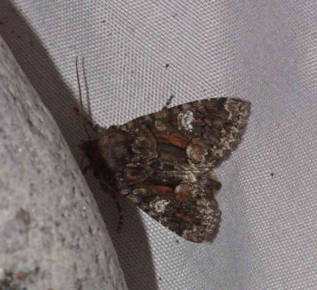 Wandering Brocade Moth from 478 rue Beach, Métids Beach on August 31 ...