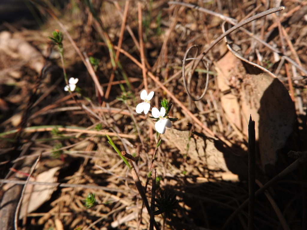Matted Triggerplant in May 2025 by ramcad1 · iNaturalist