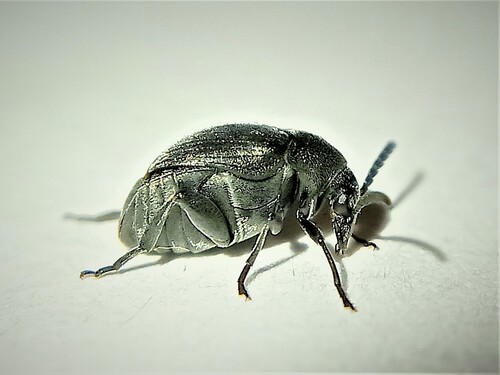 Bruchidius holosericeus · iNaturalist