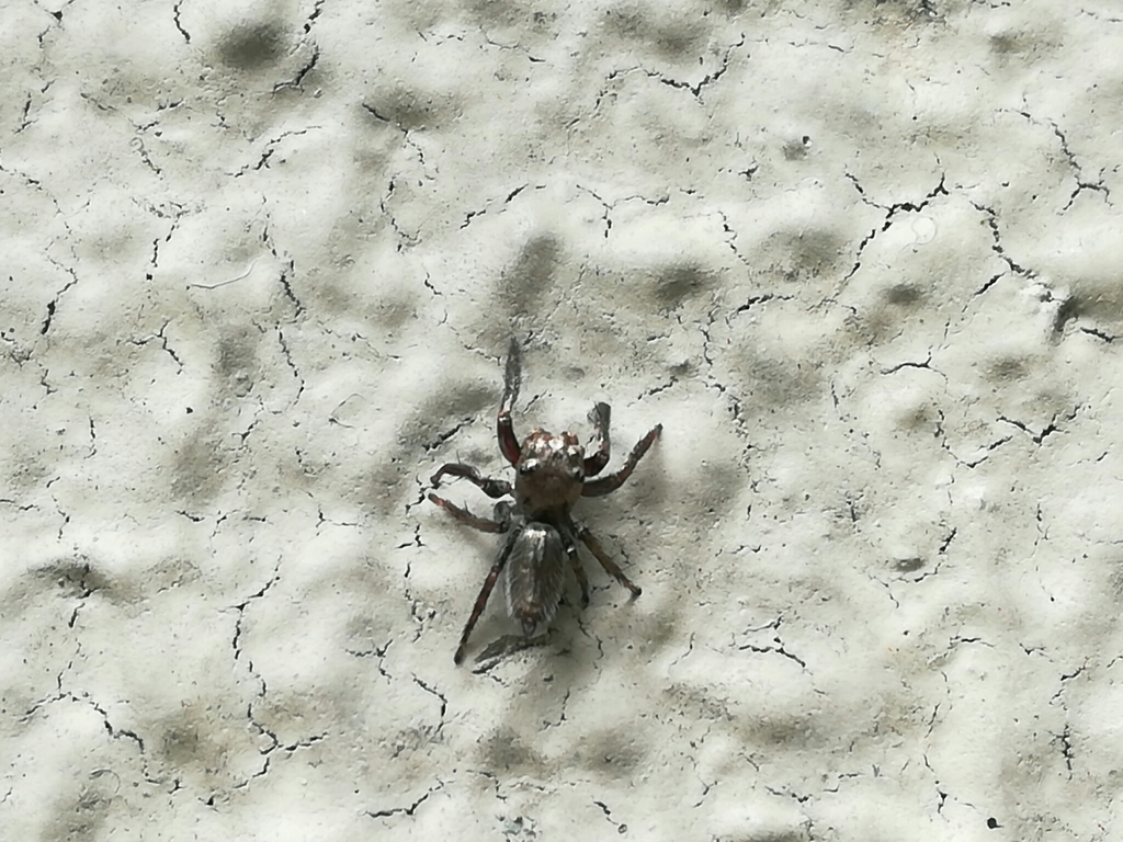 Typical Jumping Spiders from Icon Residences, Taguig, Kalakhang Maynila ...