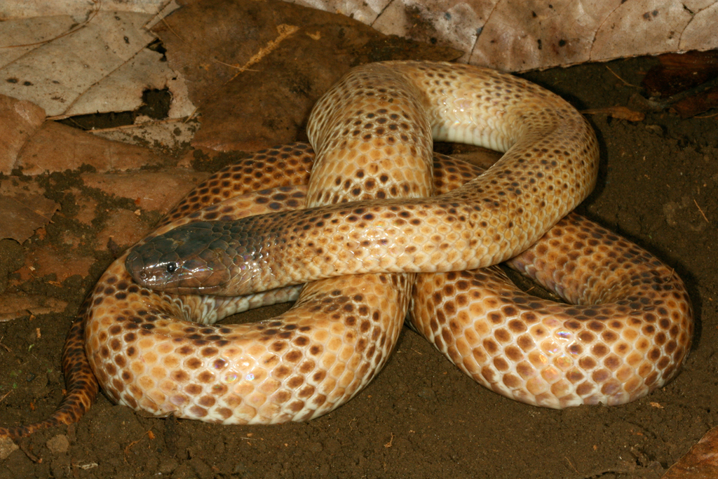 Ikaheka Snake from Sumkar District, Madang Province, Papua New Guinea ...