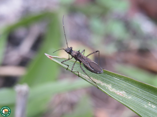 Cydamus picticeps · iNaturalist