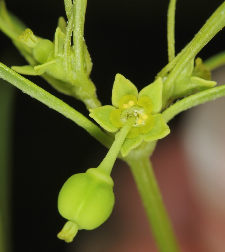 Sixangle Spurge (Plants of John Martin Reservoir State Park) · iNaturalist