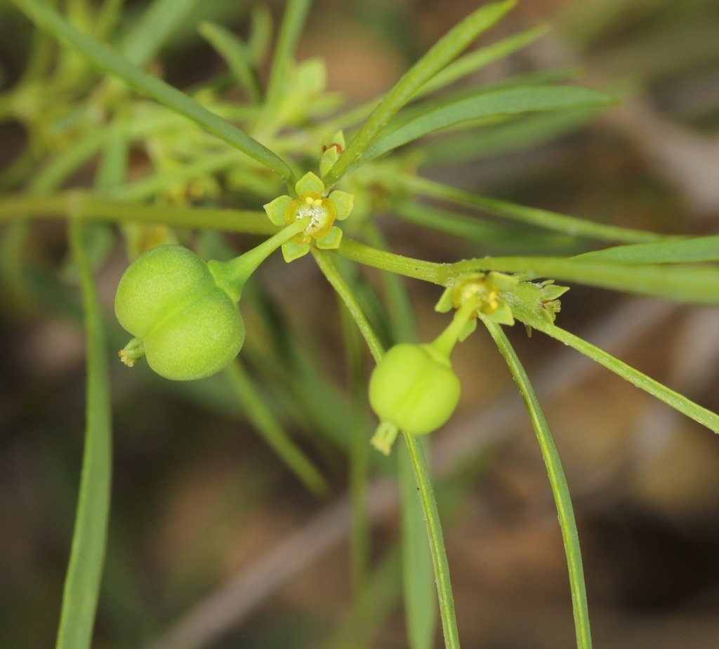Sixangle Spurge (Plants of John Martin Reservoir State Park) · iNaturalist