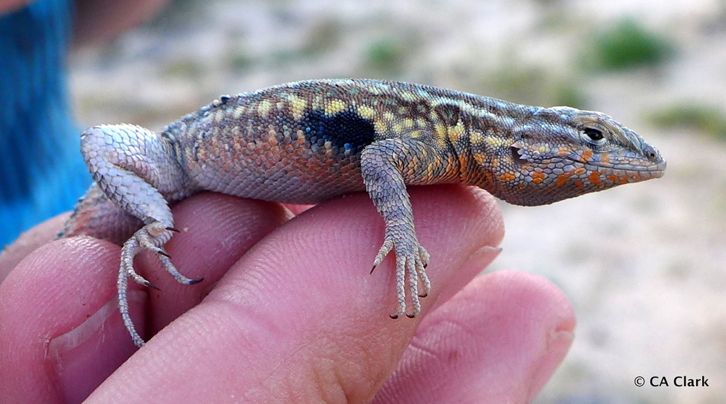 Western Side-blotched Lizard (Uta stansburiana elegans) - Snakes and ...
