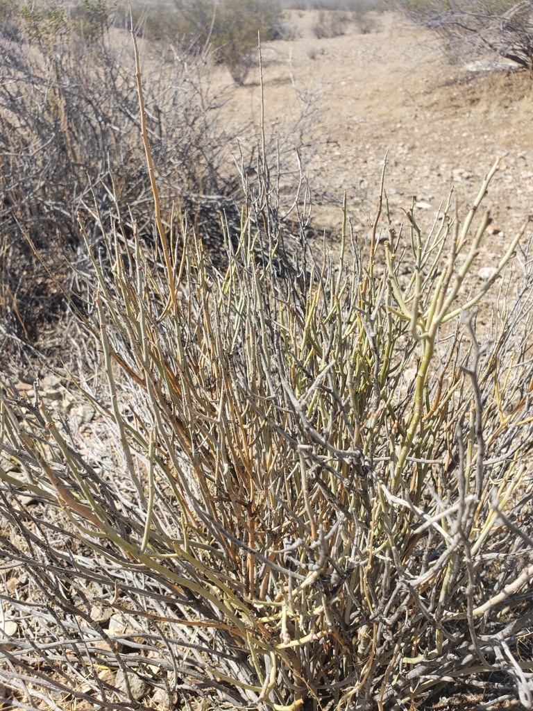 Turpentine Broom in May 2025 by pleacoma · iNaturalist