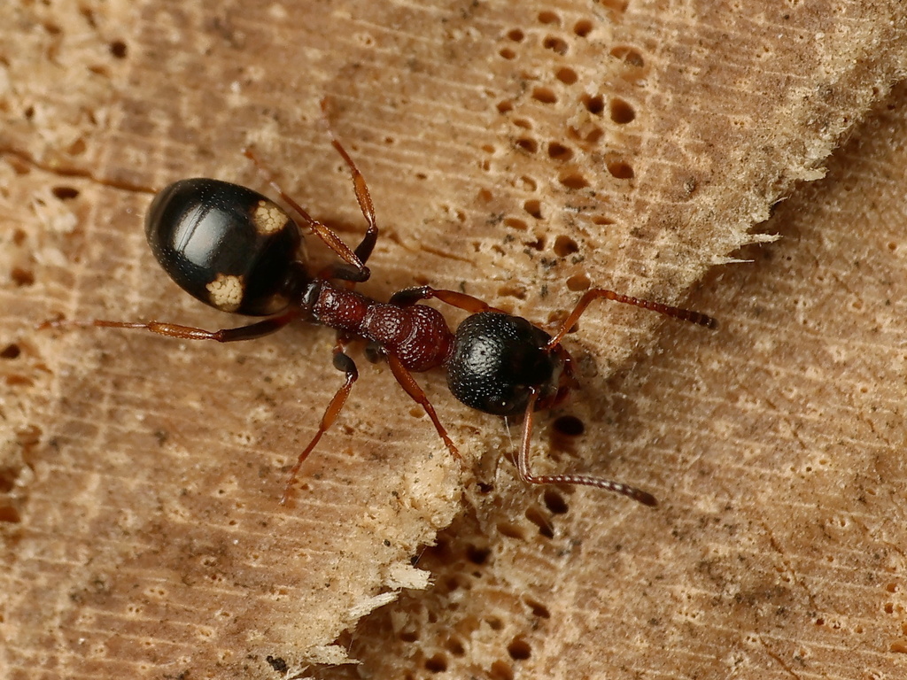 Four-Spotted Odorous Ant from 980 22 Veľký Blh, Slovensko on April 30 ...