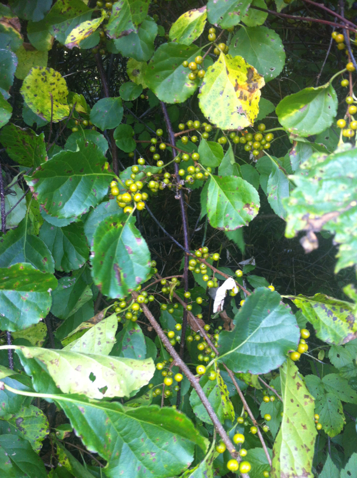 Oriental Bittersweet (Deer Grove Natural Areas Volunteers Invasive ...
