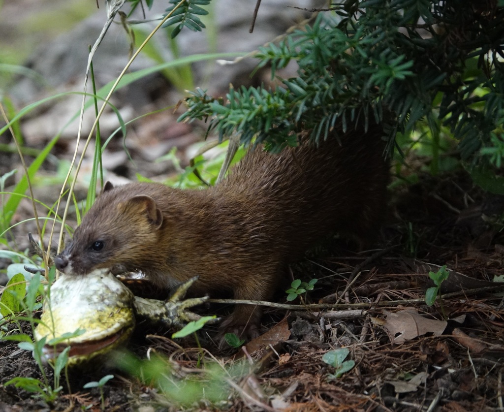 Japanese Weasel (Mustela itatsi) - Know Your Mammals