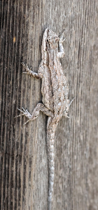 Ornate Tree Lizard from Edwards County, TX, USA on May 7, 2025 at 04:19 ...