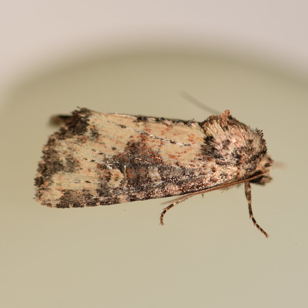 Broken-lined Brocade Moth (Noctuidae of the United States - Pt.2 ...