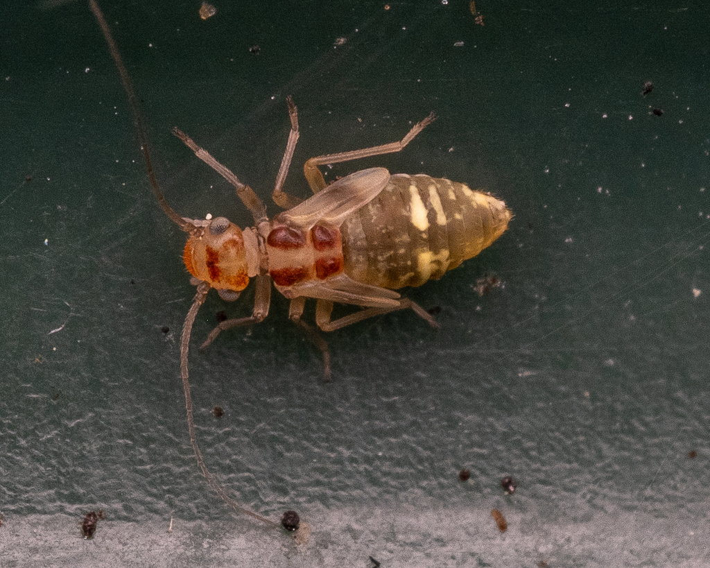 F-winged Barklouse in May 2025 by Alan Yoshioka · iNaturalist