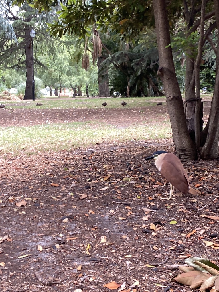 Nankeen Night Heron from Caulfield Park Playground, Caulfield North ...