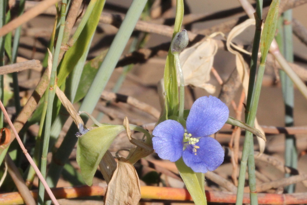 Commelina tricarinata from Hunter's Gorge, Diamantina National Park ...