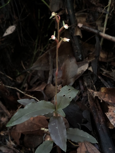 Zeuxine agyokuana · iNaturalist Mexico