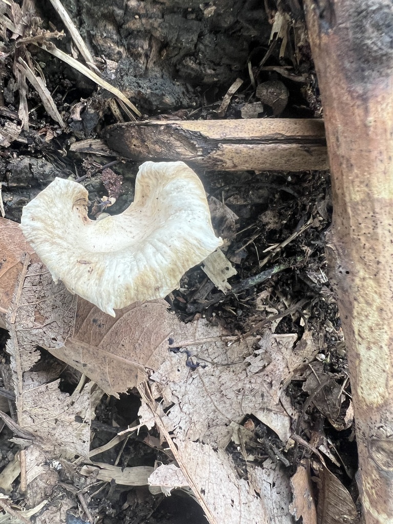 Neonothopanus from Puerto Rico, Cayey, PR, US on May 7, 2025 at 01:39 ...