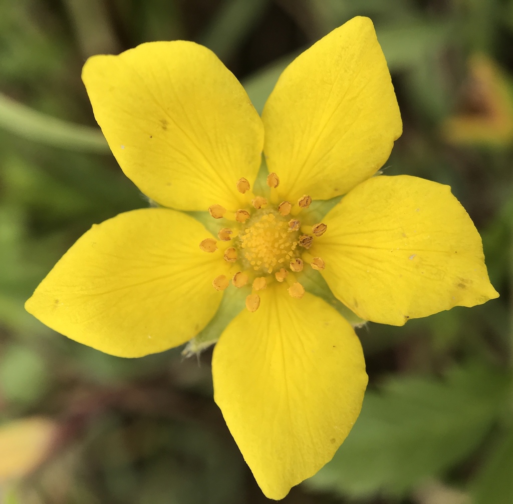 Pacific silverweed (Argentina pacifica) - Botanical Realm