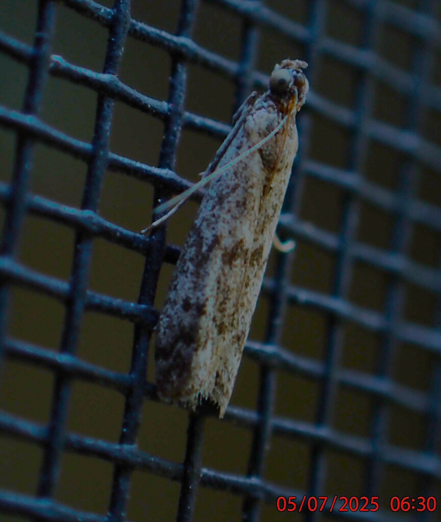 Dusky Raisin Moth from Dunedin, FL, USA on May 7, 2025 at 06:30 AM by ...