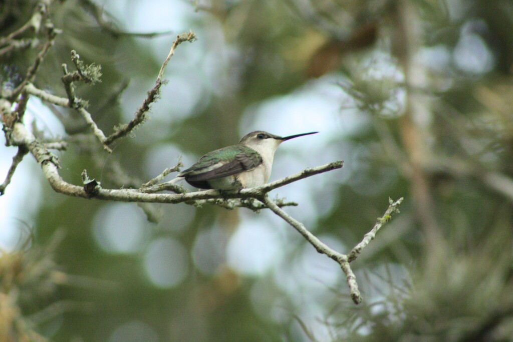 Ruby-throated Hummingbird from Colorado County, TX, USA on May 7, 2025 ...