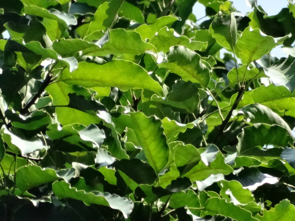 Sideroxylon capiri from Ixhuatlán de Madero, Ver., México on October 19 ...