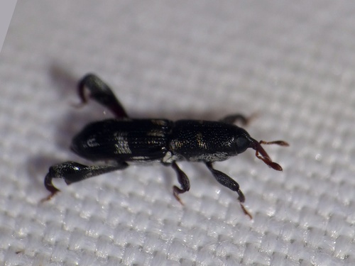 Phaenomerus peregrinator · iNaturalist