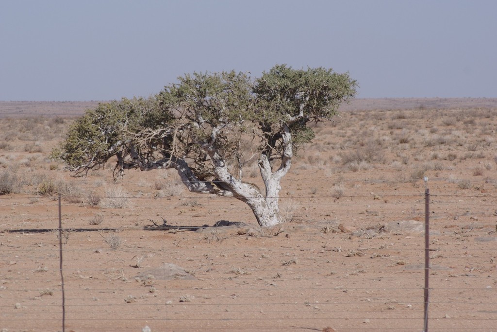 Shepherds tree (Boscia albitrunca) - Botanical Realm