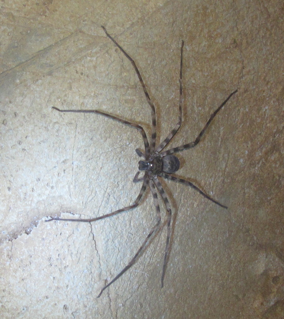 Giant Huntsman Spiders from Vientiane Province, Laos on February 23 ...