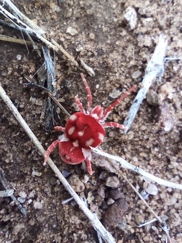 Giant Velvet Mites on June 27, 2024 at 07:16 AM by Mauricio Alejandro ...