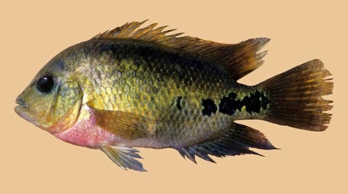 género Paraneetroplus · NaturaLista Colombia