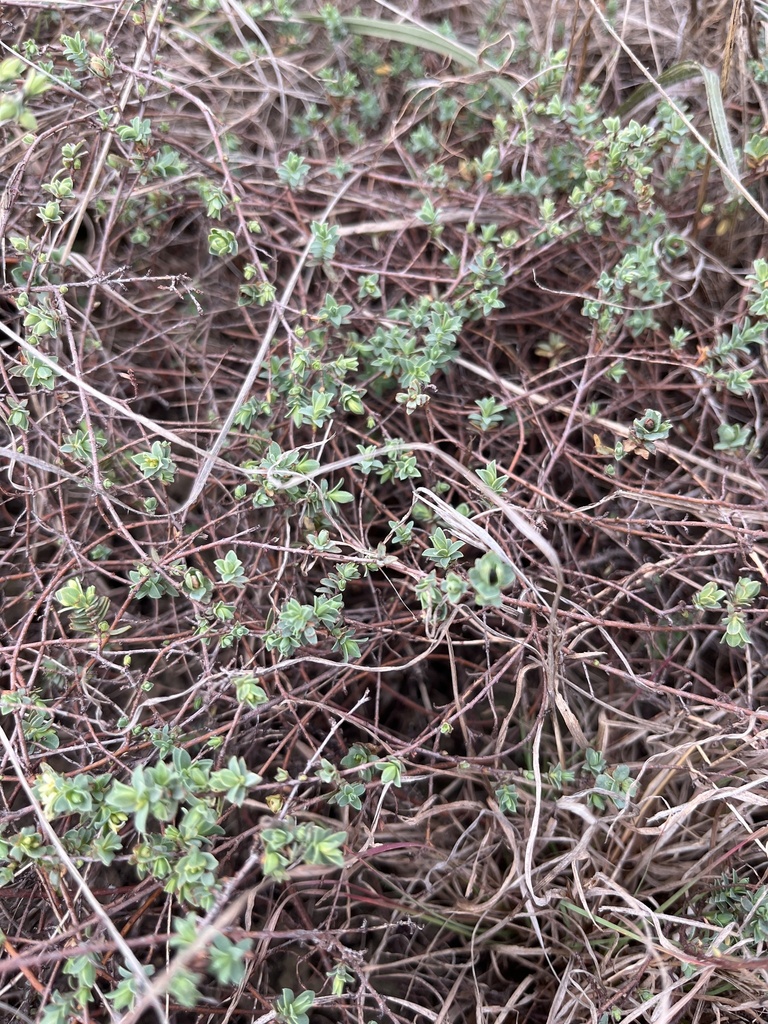 Spiny Rice-Flower in May 2025 by andrewwebster · iNaturalist