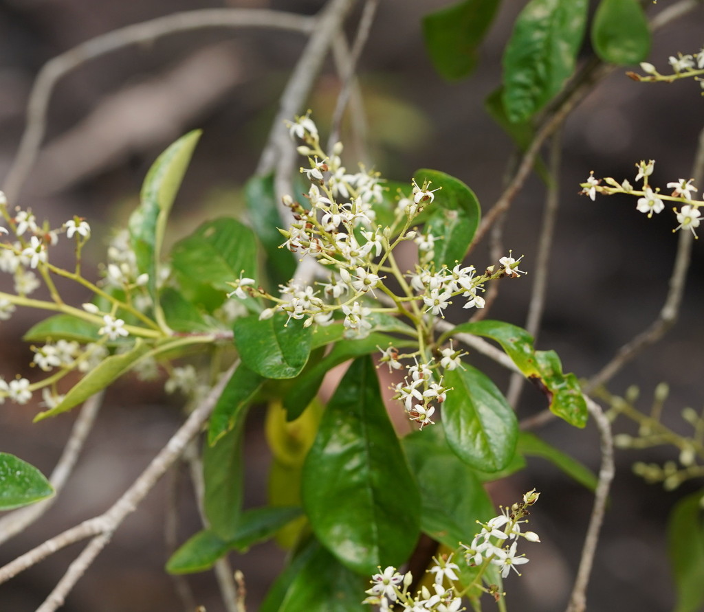 Sweet Bursaria from Attie Creek, Cardwell QLD 4849, Australia on August ...