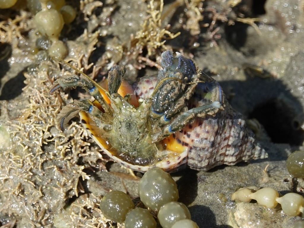 New Zealand Hermit Crab from Motukaraka Island, New Zealand on ...