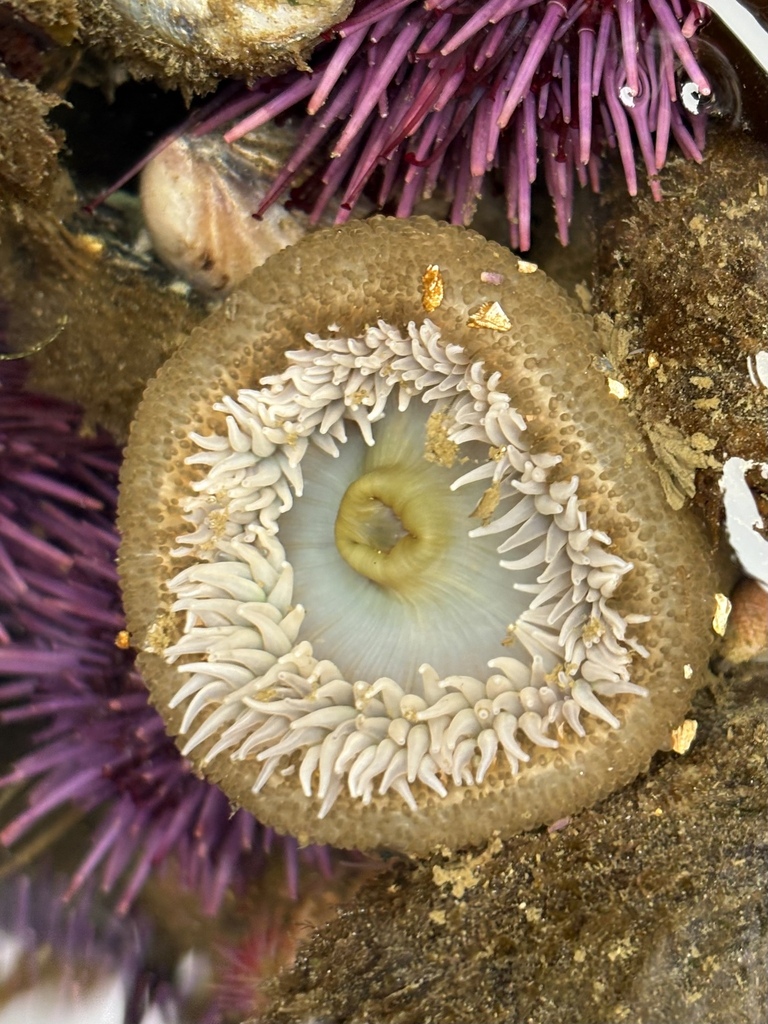 Giant Green Anemone from Strait of Juan de Fuca, WA, US on April 29 ...