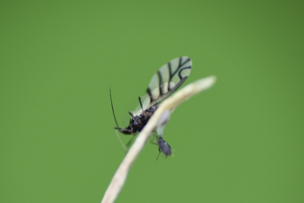 Onion Aphid in May 2025 by northerly. On its namesake! · iNaturalist