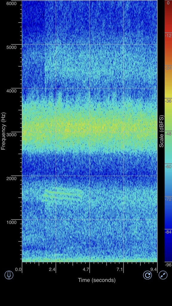 Boreal Chorus Frog from Van Vleet, Boulder, CO, US on May 8, 2025 at 08 ...